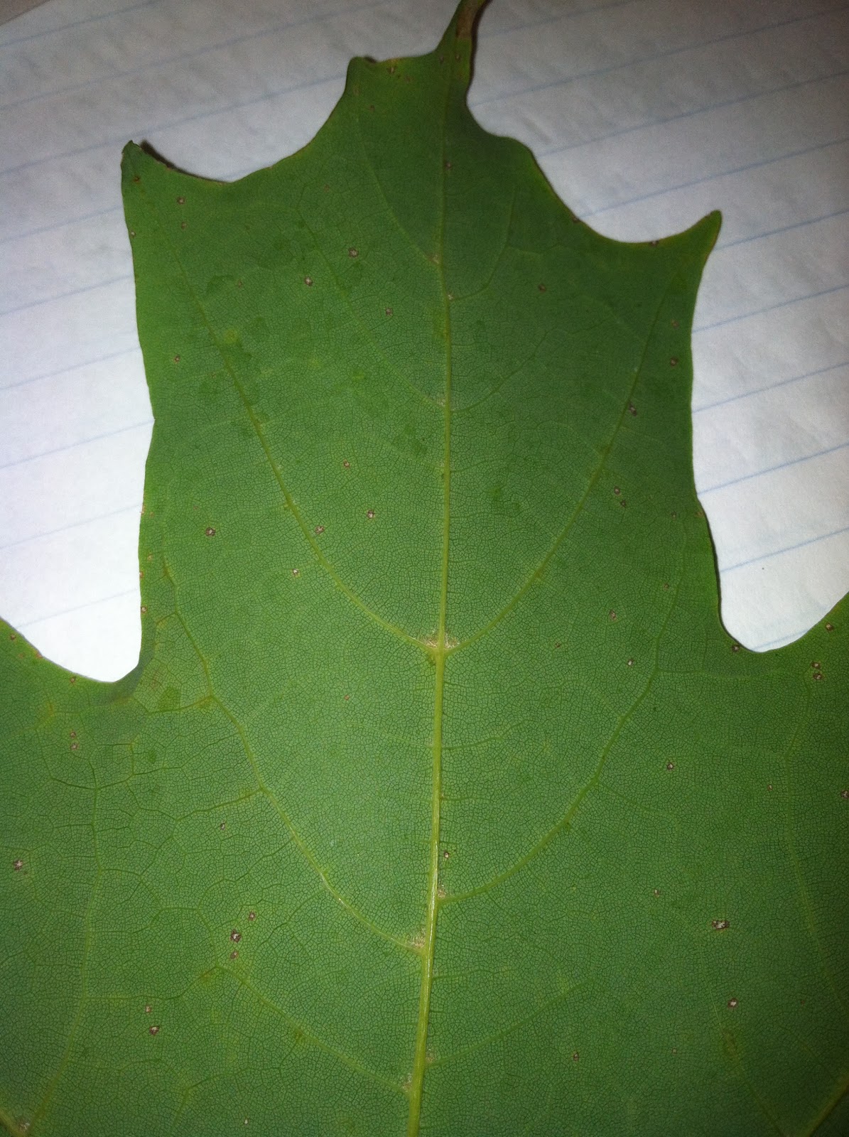 WHS AP Bio 2012: Humphries: Venation Patterns